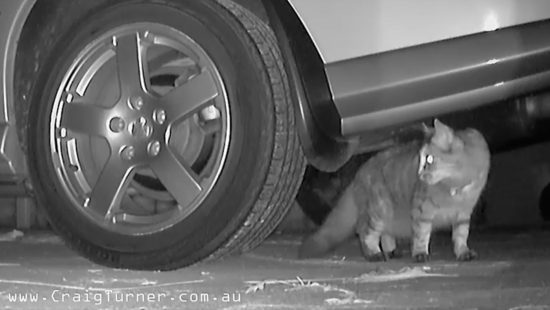 How to Make a Cat Repellent Automatic Sprinkler – For Under $15 in ...