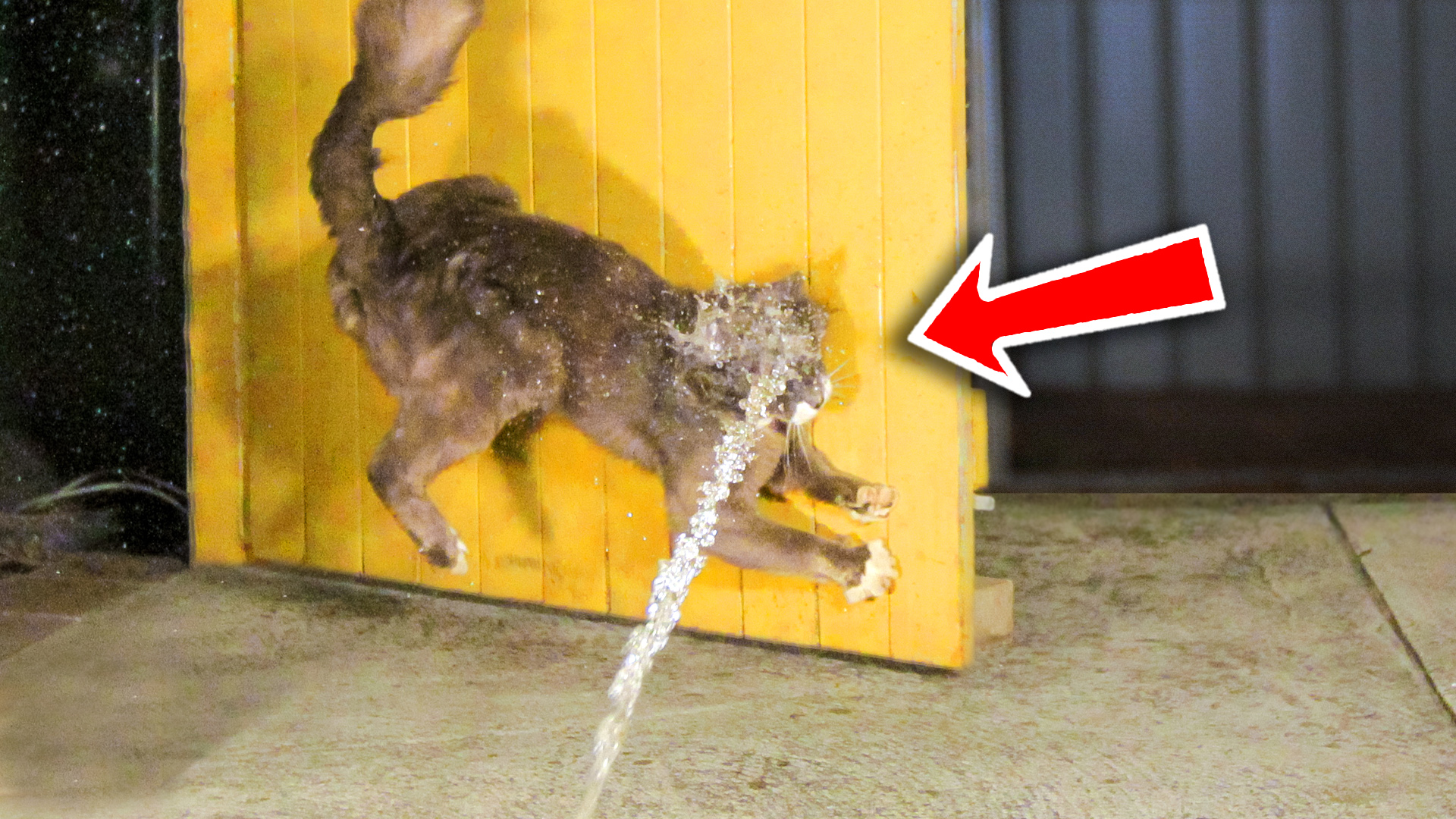 The Backyard Cat Invasion Continues -Defending a Birds Nest from the ...